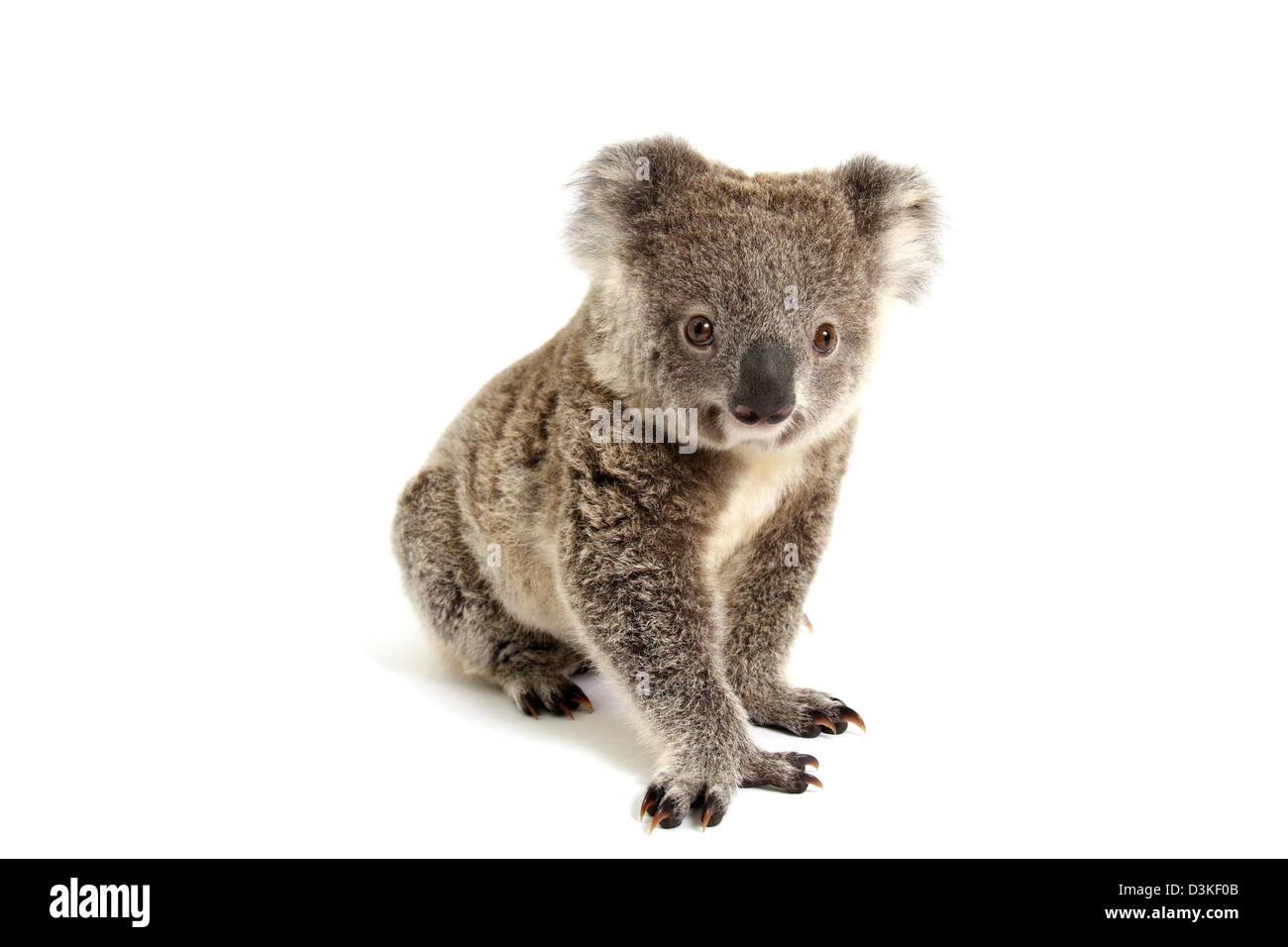 Koala bear Cut Out Stock Images & Pictures - Alamy