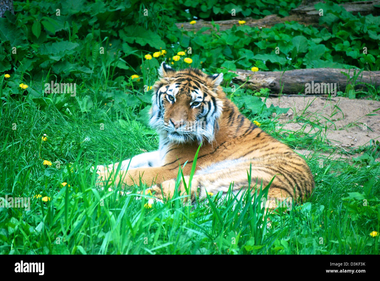 Resting tiger hi-res stock photography and images - Alamy
