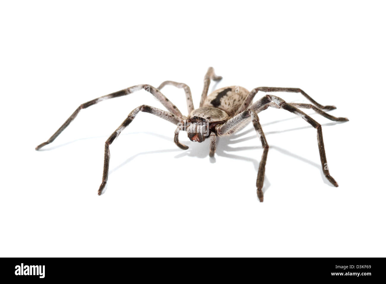 Huntsman spider (Sparassidae, formerly Heteropodidae) photographed in a ...