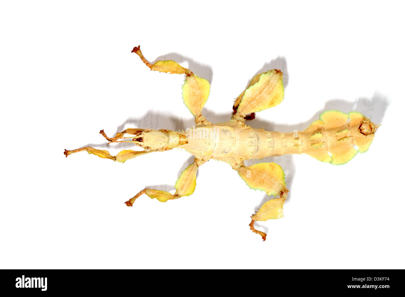 Spiny insect hi-res stock photography and images - Alamy