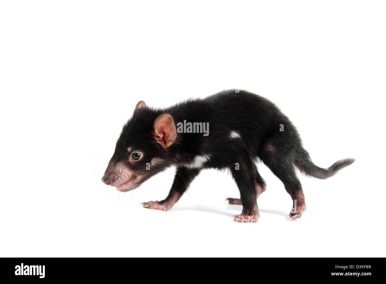 Tasmanian devil young hi-res stock photography and images - Alamy