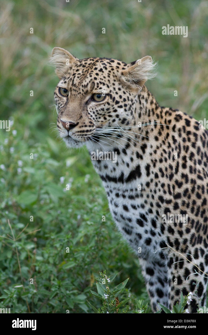Portrait of a female Leopard (Panthera Pardus Pardus Stock Photo - Alamy