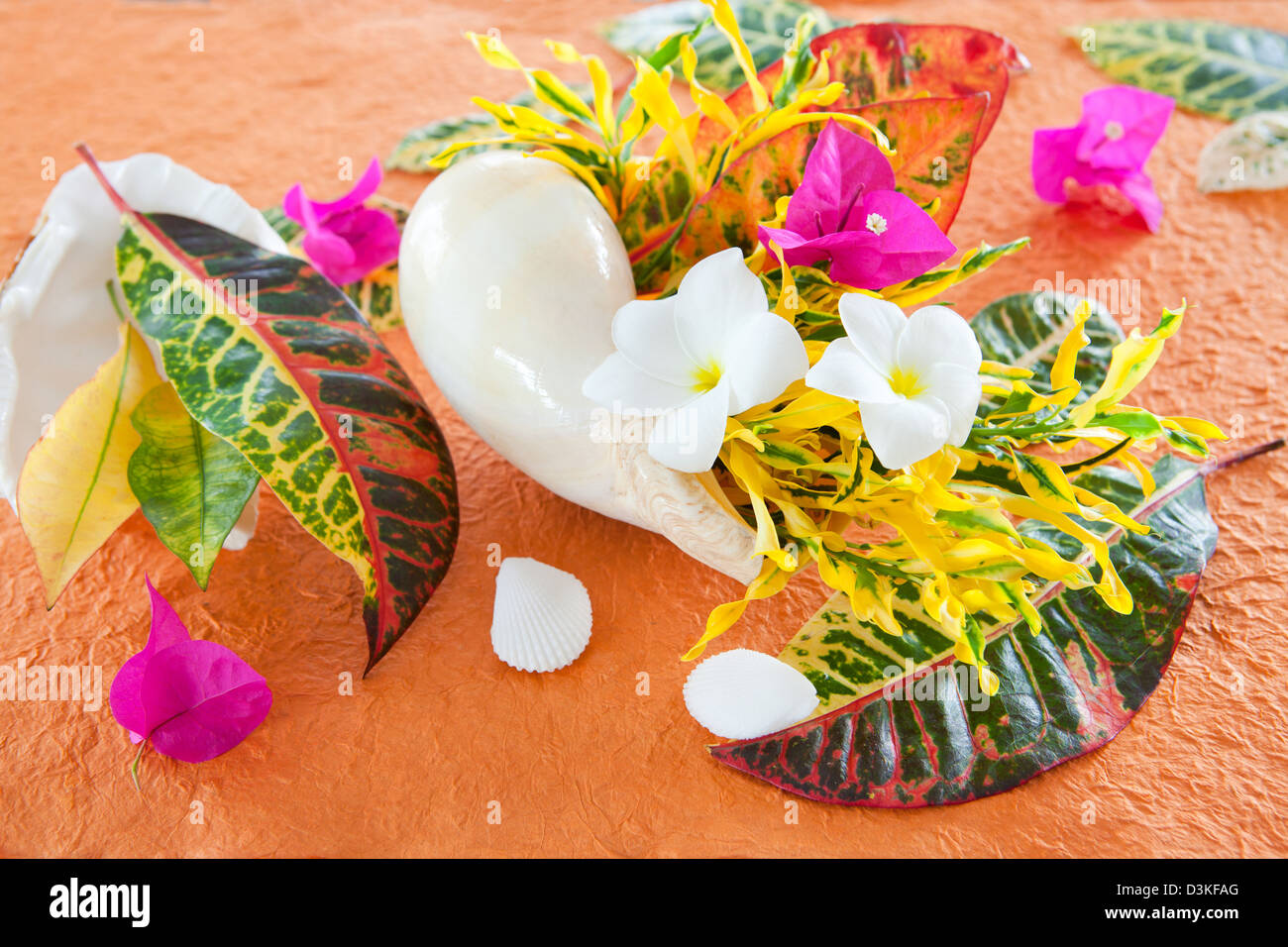 Shellfish family hi-res stock photography and images - Alamy