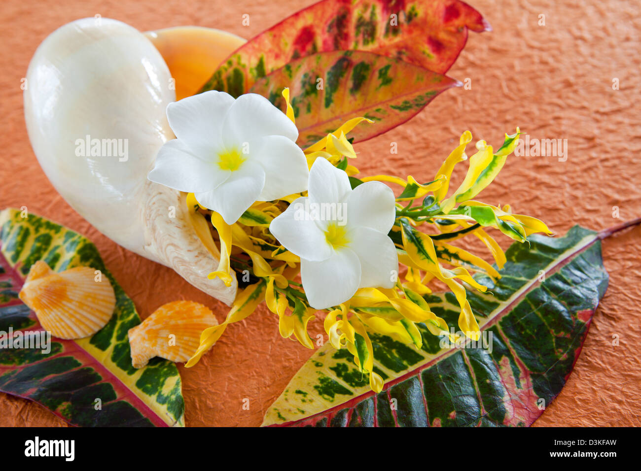 Shellfish family hi-res stock photography and images - Alamy