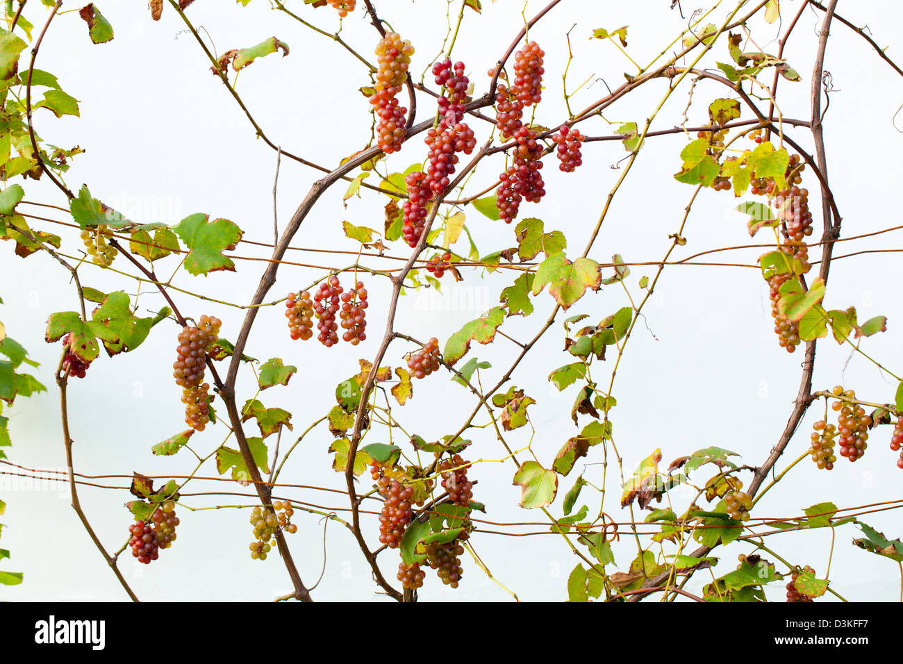 Delaware grape hi-res stock photography and images - Alamy