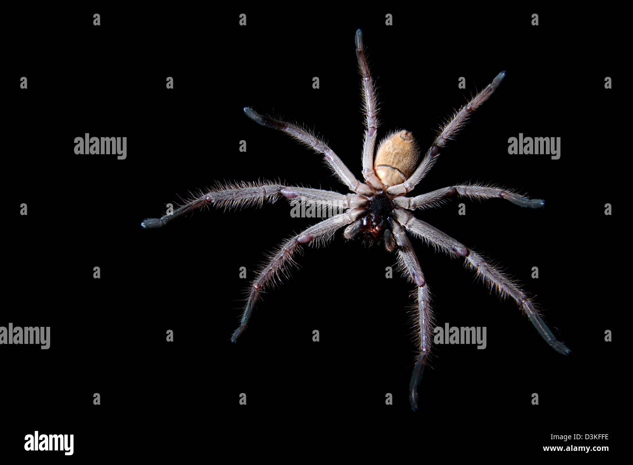 huntsman spider from below, black background suitable for a cut-out ...