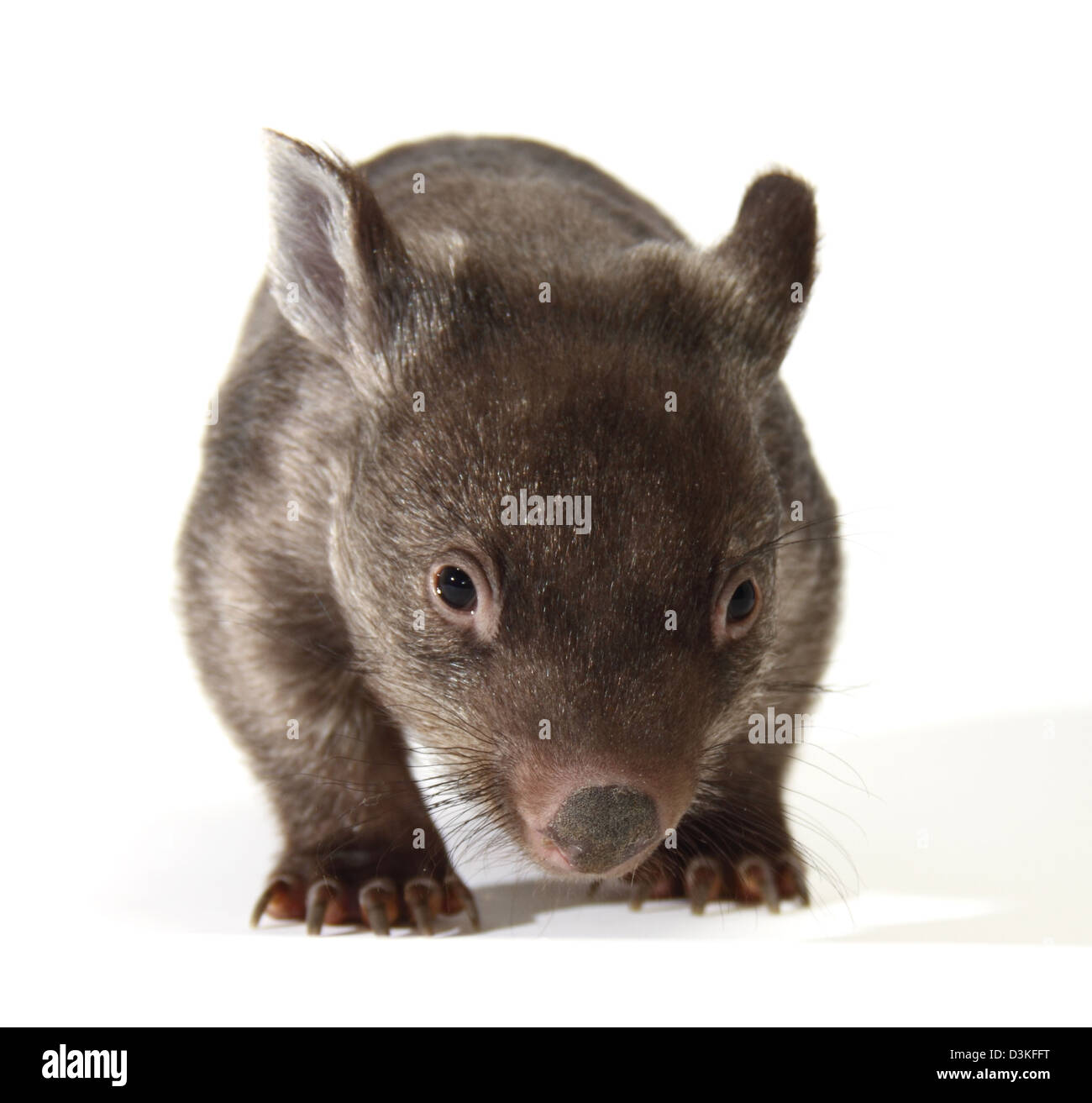 Wombat white background cut out hi-res stock photography and images - Alamy
