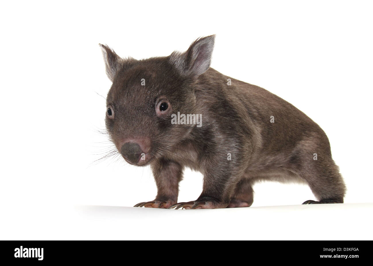 Wombat white background cut out hi-res stock photography and images - Alamy