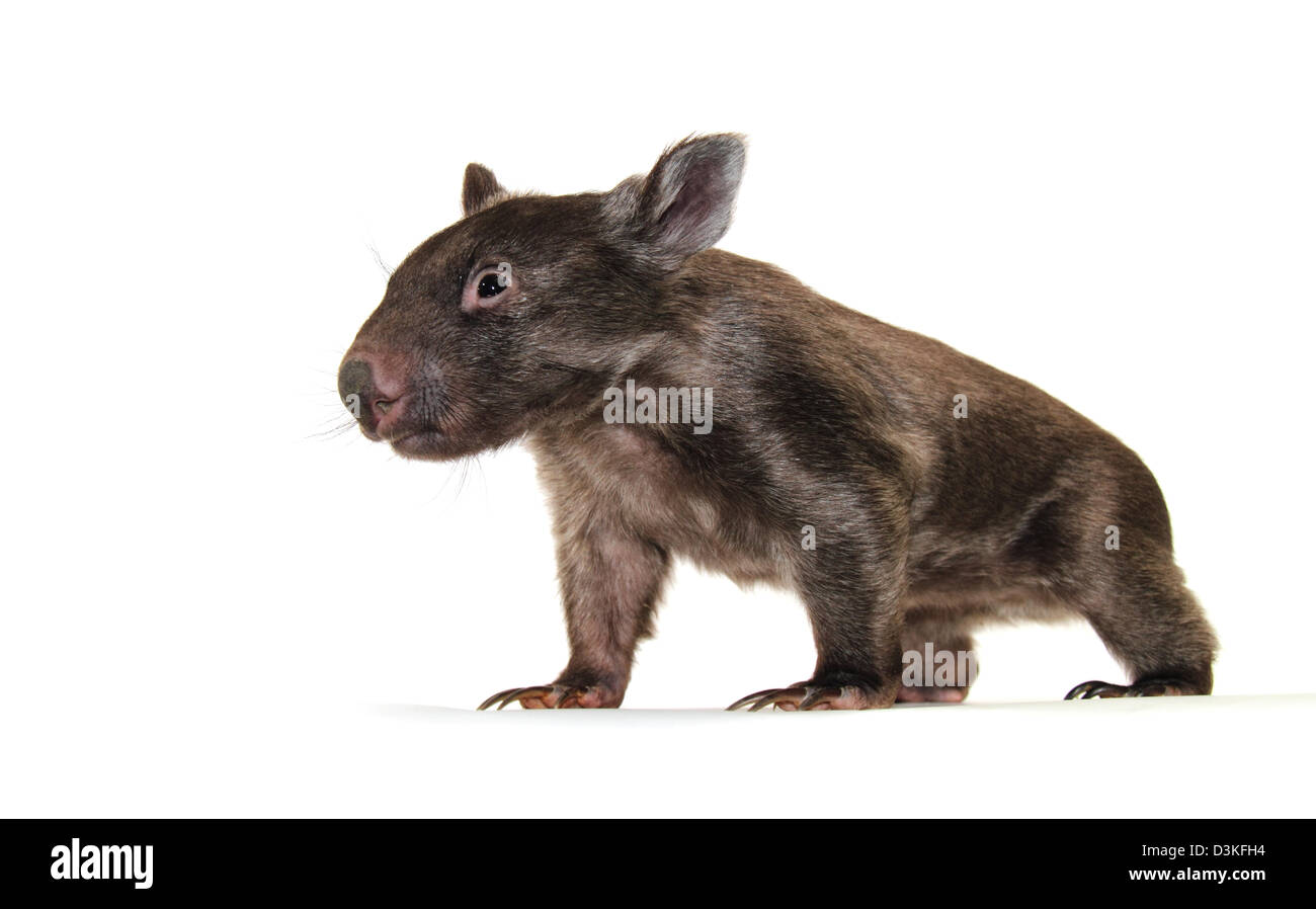Wombat white background cut out hi-res stock photography and images - Alamy