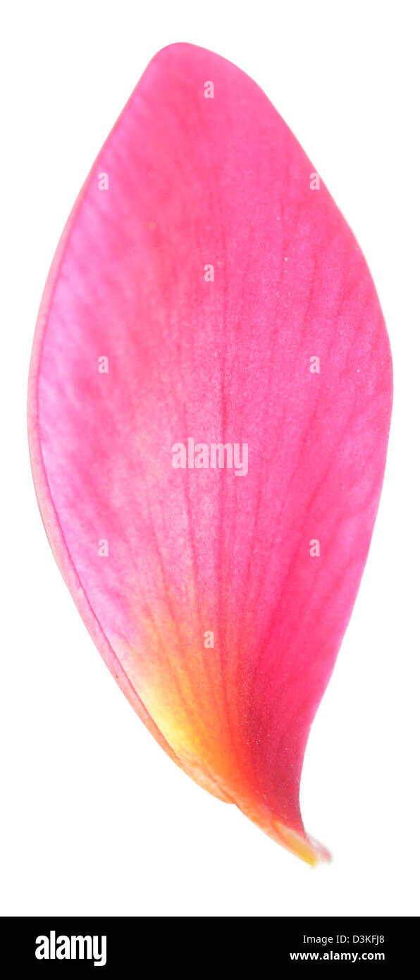 single petal isolated on white Stock Photo - Alamy