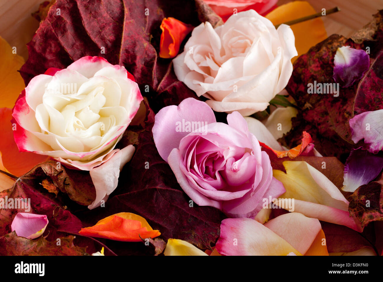 Roses and leaves Stock Photo - Alamy
