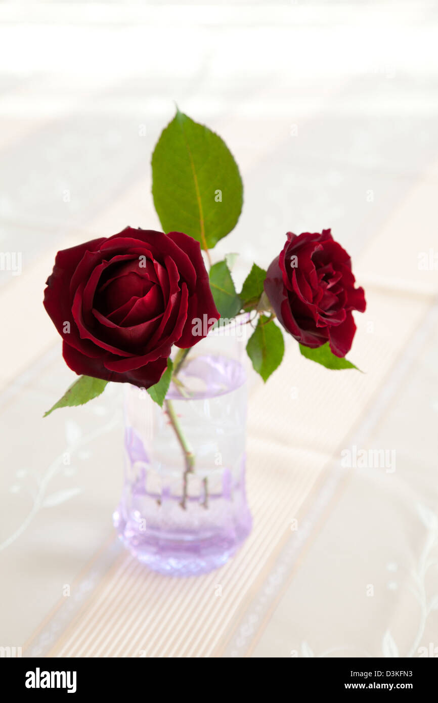 Dark crimson rose hi-res stock photography and images - Alamy