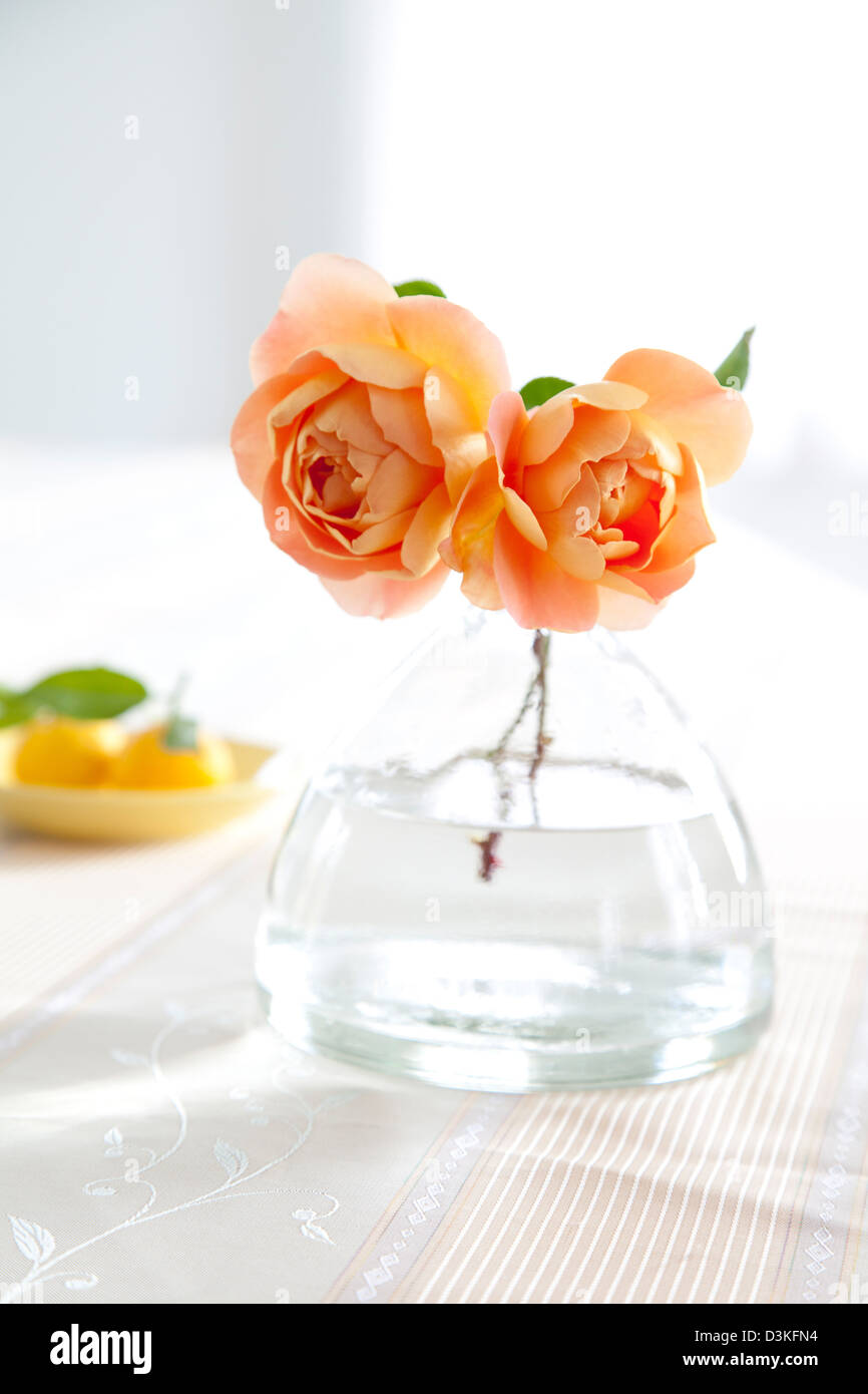 Pat Austin roses Stock Photo - Alamy