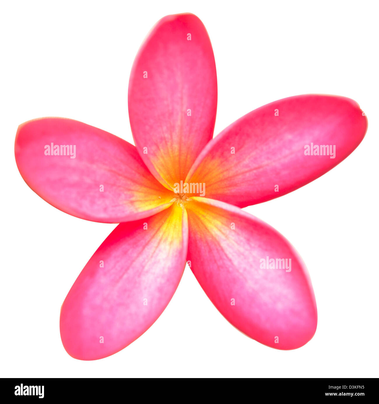 frangipani flower isolated on white Stock Photo - Alamy