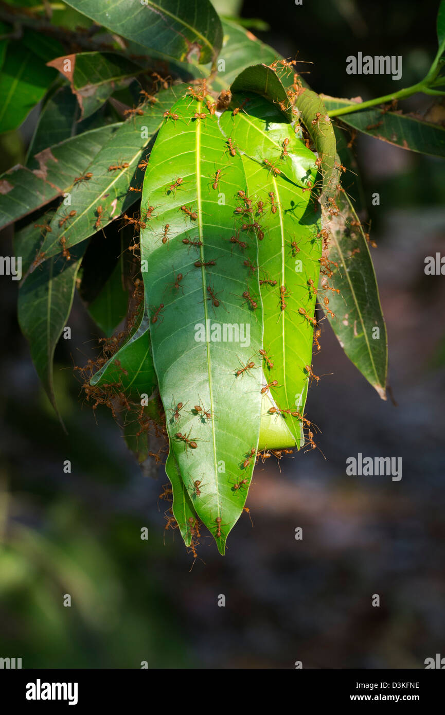 Oecophylla smaragdina. Weaver ant nest on a mango tree. Andhra Pradesh ...
