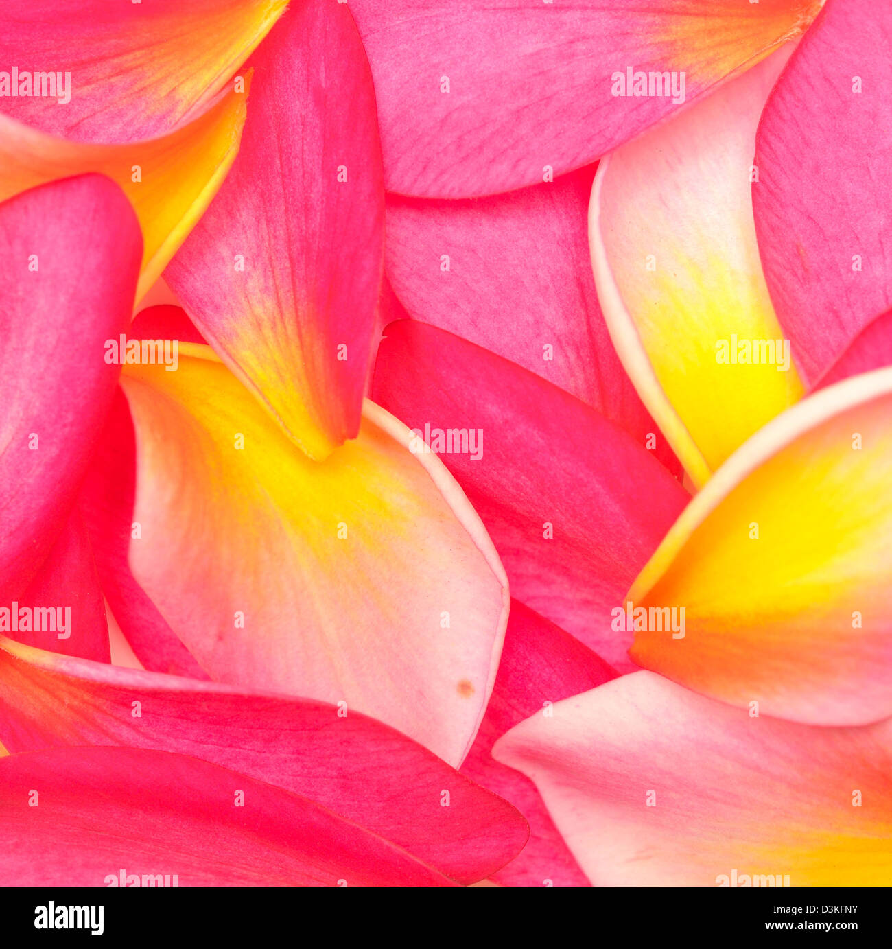 flower petals background Stock Photo - Alamy