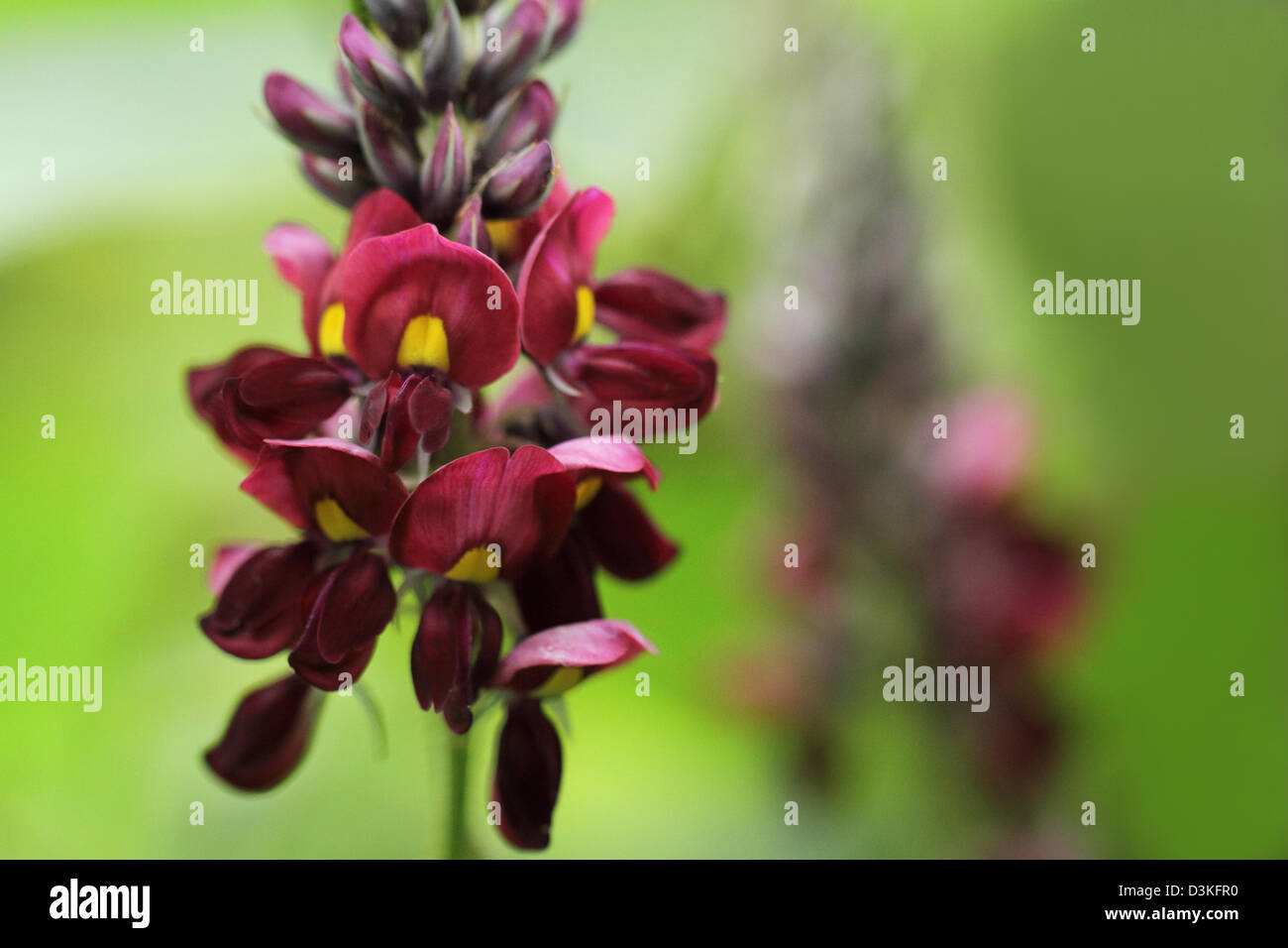 Kudzu hi-res stock photography and images - Alamy