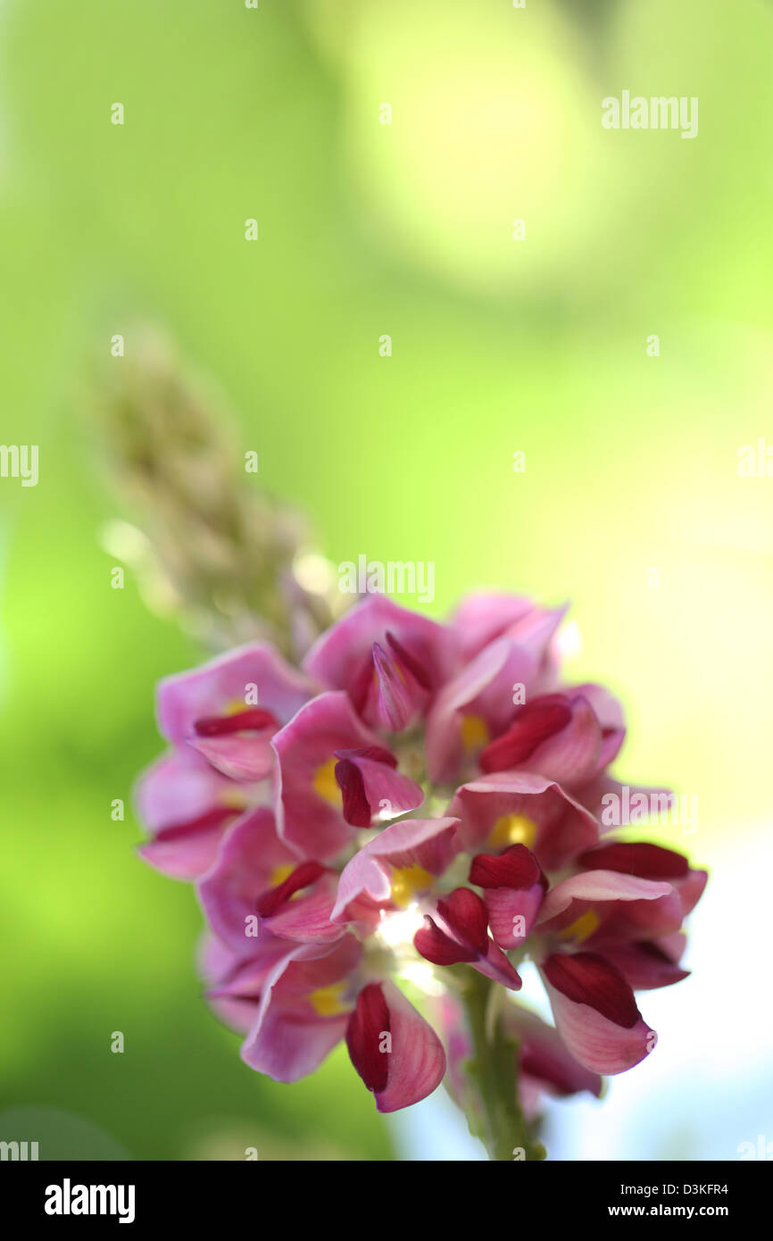 Kudzu hi-res stock photography and images - Alamy