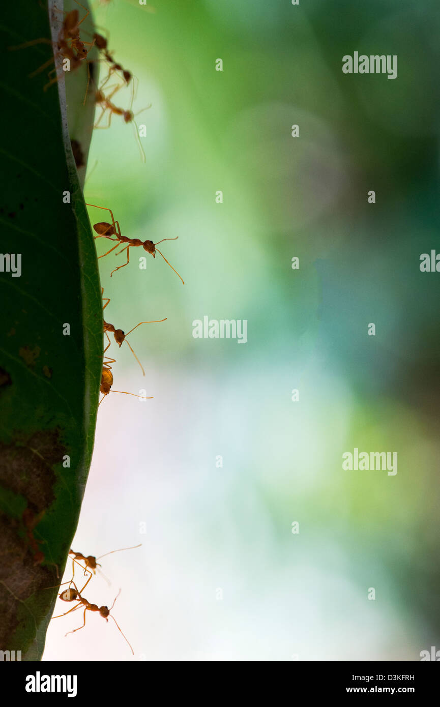 India ants hi-res stock photography and images - Alamy