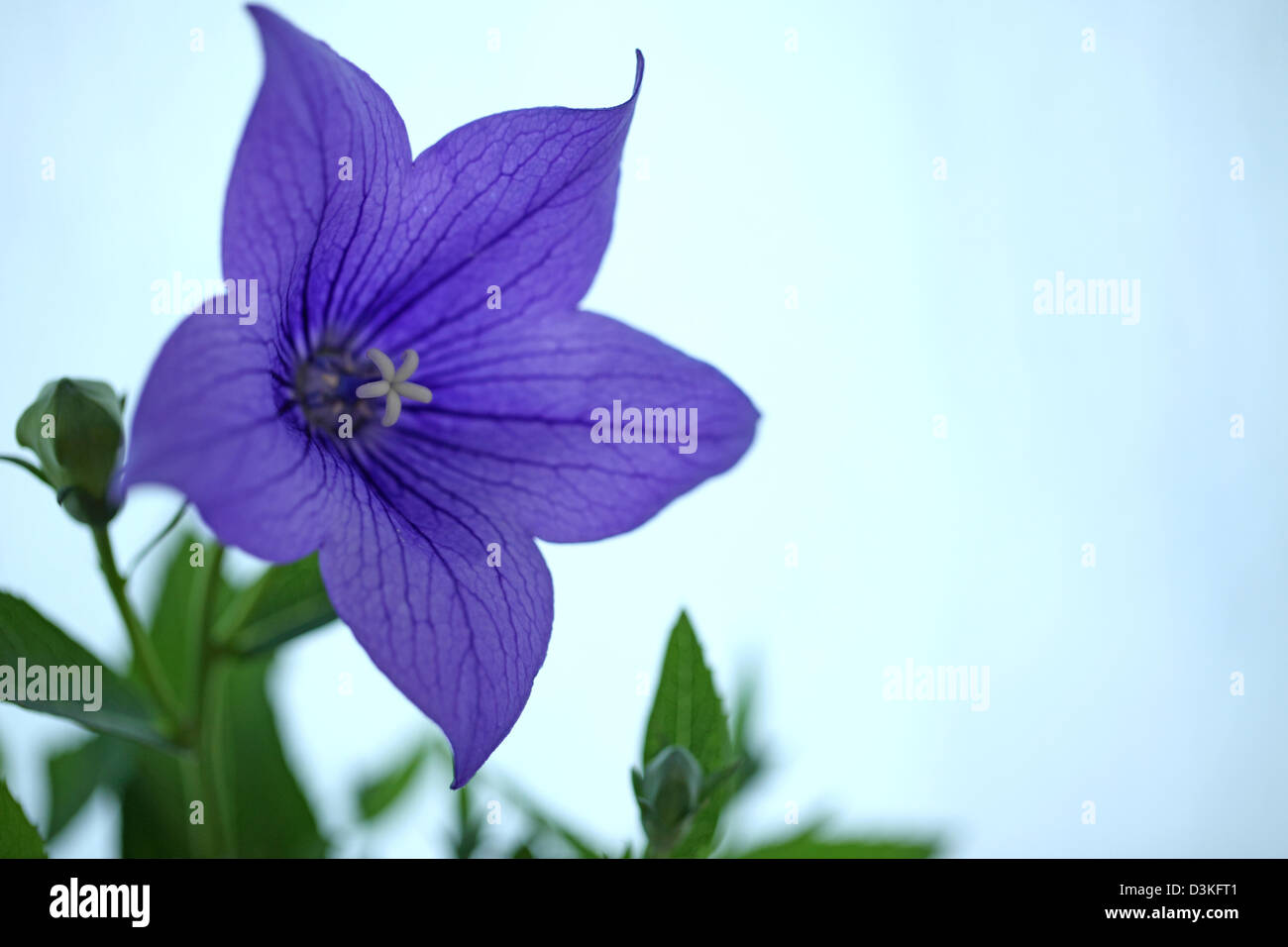 Chinese bellflower hi-res stock photography and images - Alamy