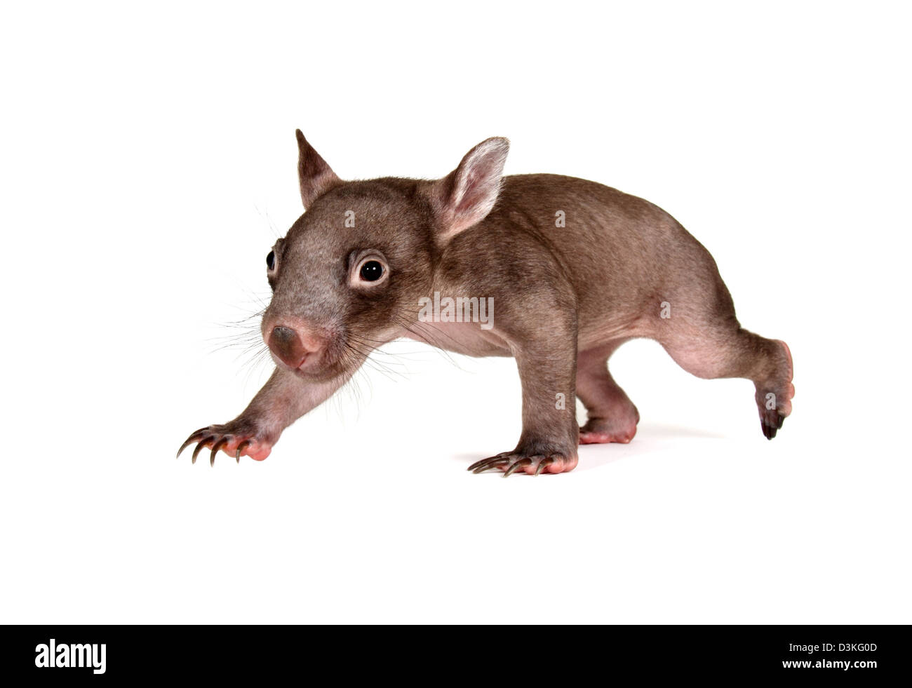 Common wombat studio cut out hi-res stock photography and images - Alamy