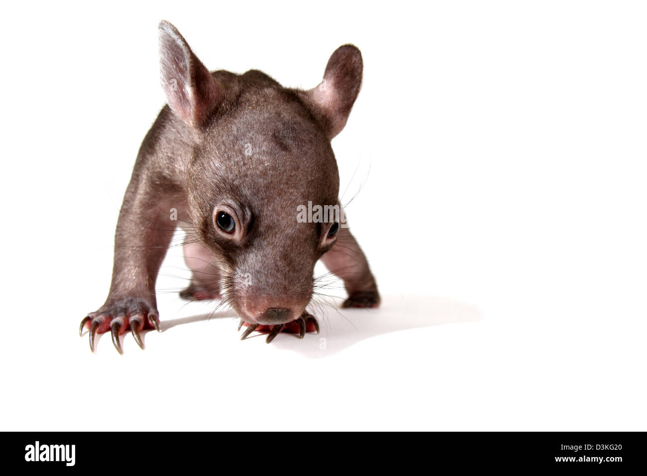 Wombat white background cut out hi-res stock photography and images - Alamy