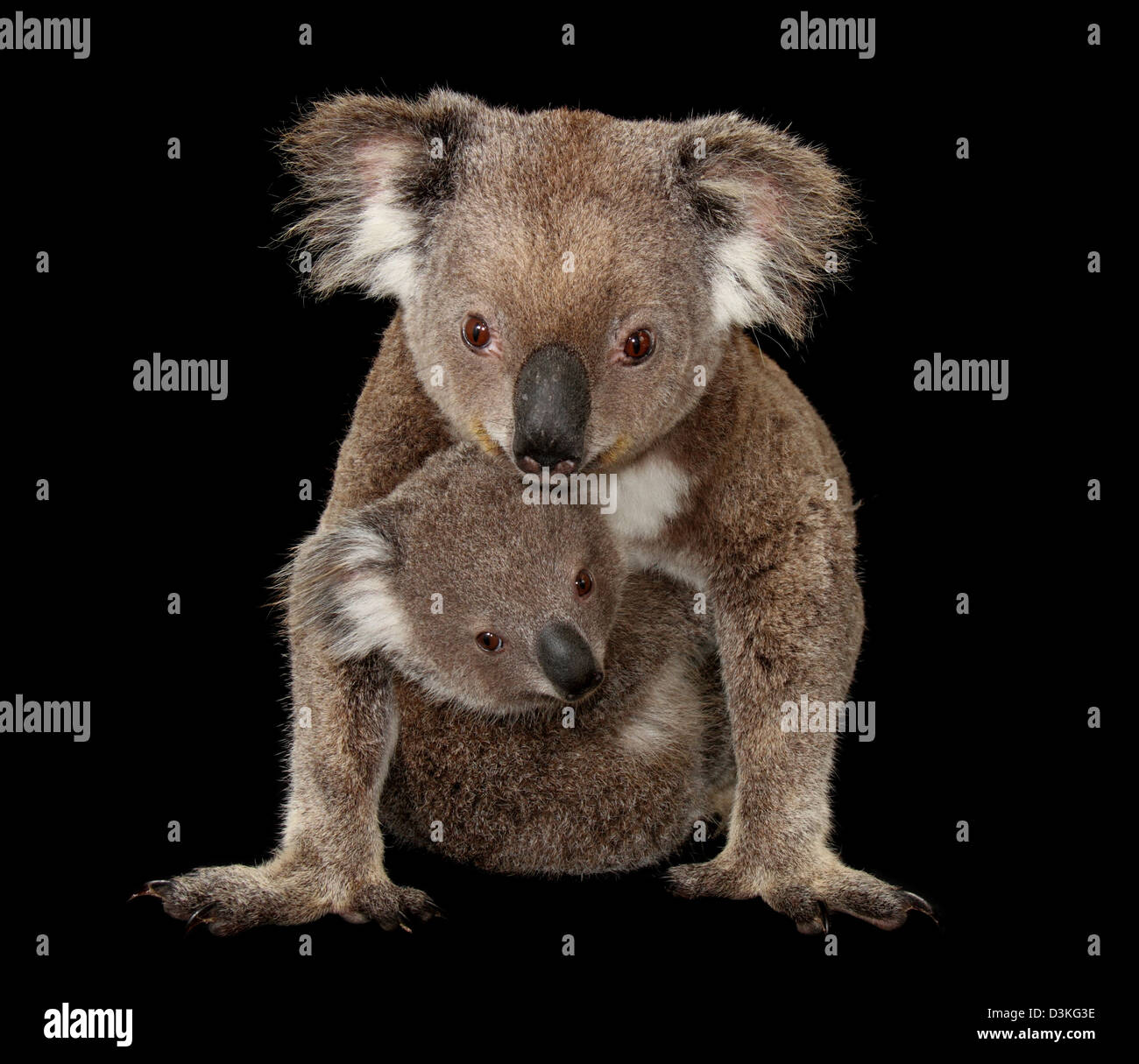 Koala and joey suitable for cut-out Stock Photo - Alamy