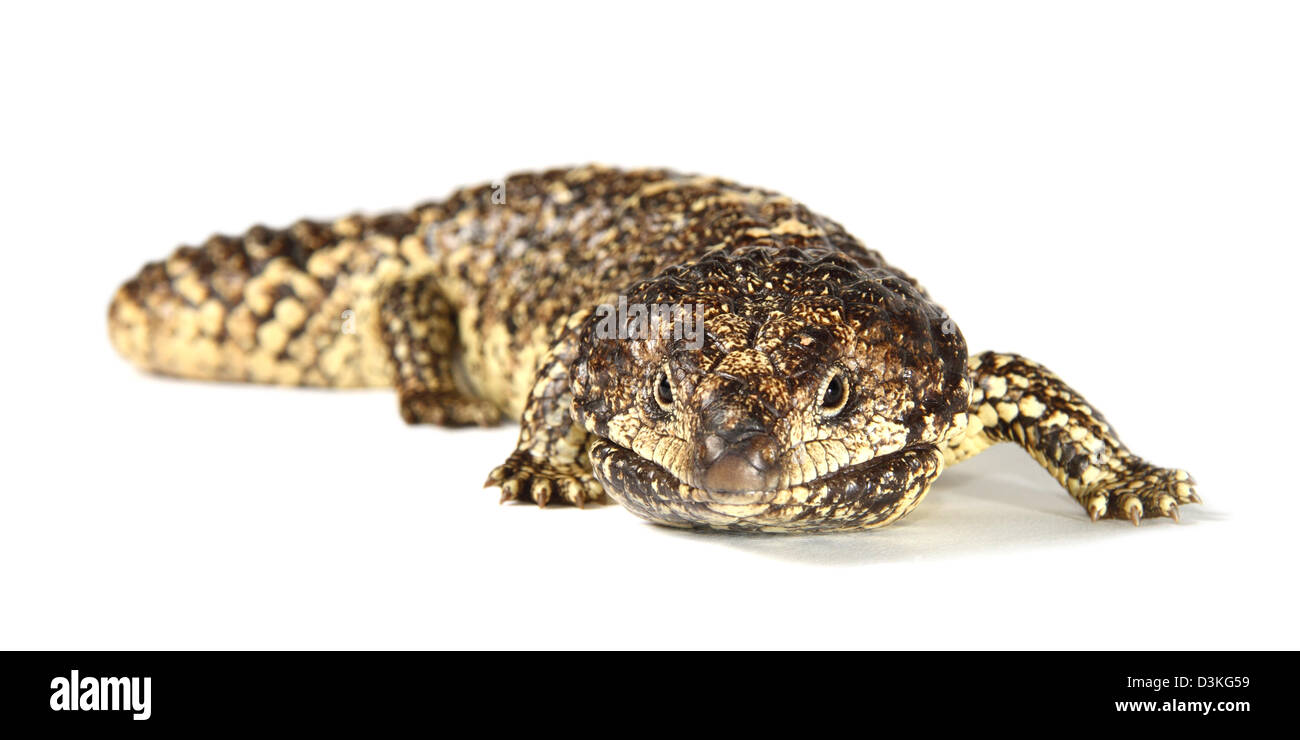 Bobtail lizard hi-res stock photography and images - Alamy