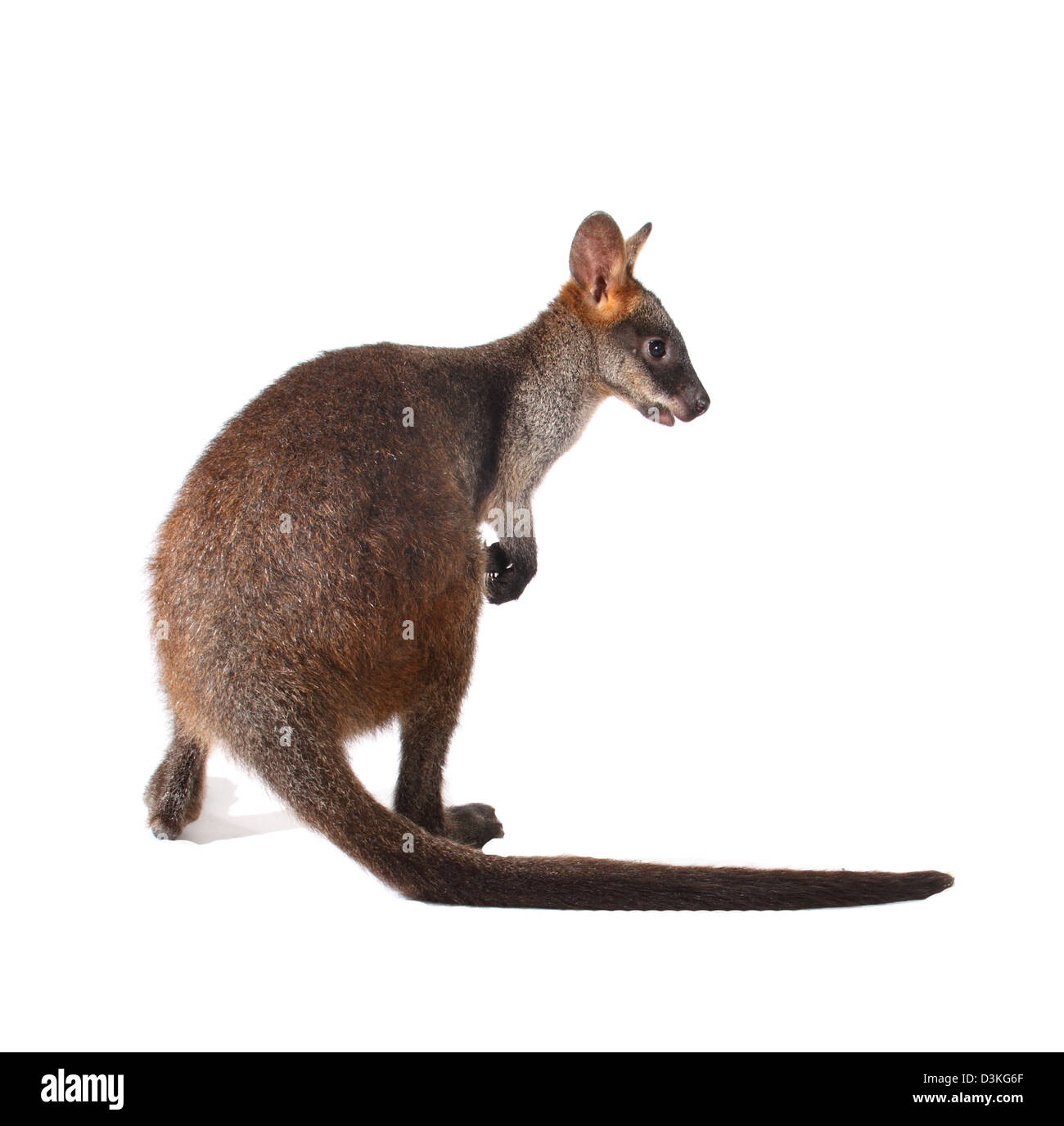 Wallaby Cut Out Stock Images & Pictures - Alamy