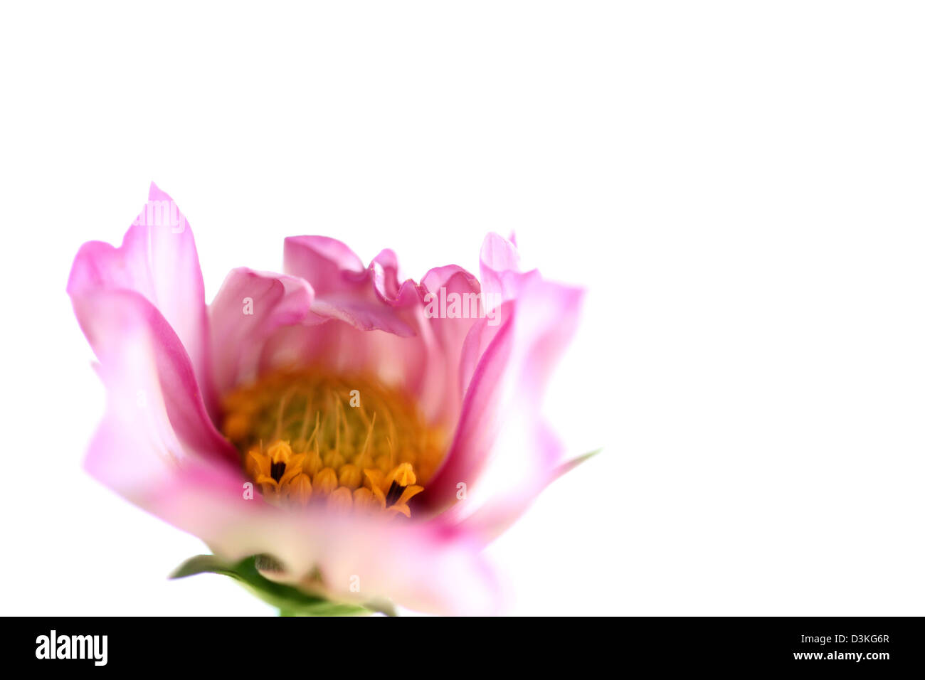 Cosmos flow hi-res stock photography and images - Alamy