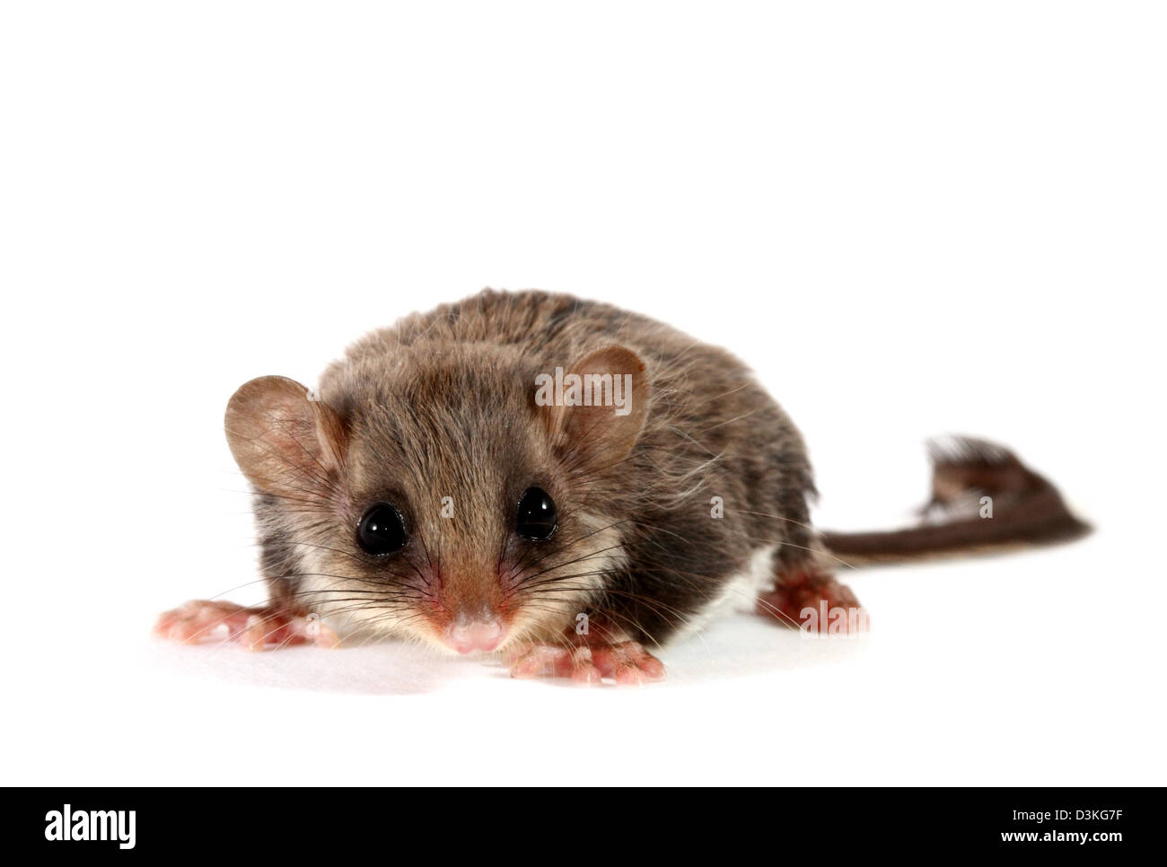 Feathertail glider acrobates pygmaeus photographed in a studio with a ...