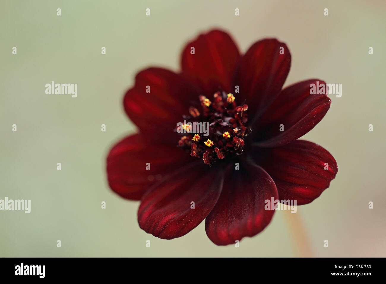 Chocolate cosmos hi-res stock photography and images - Alamy