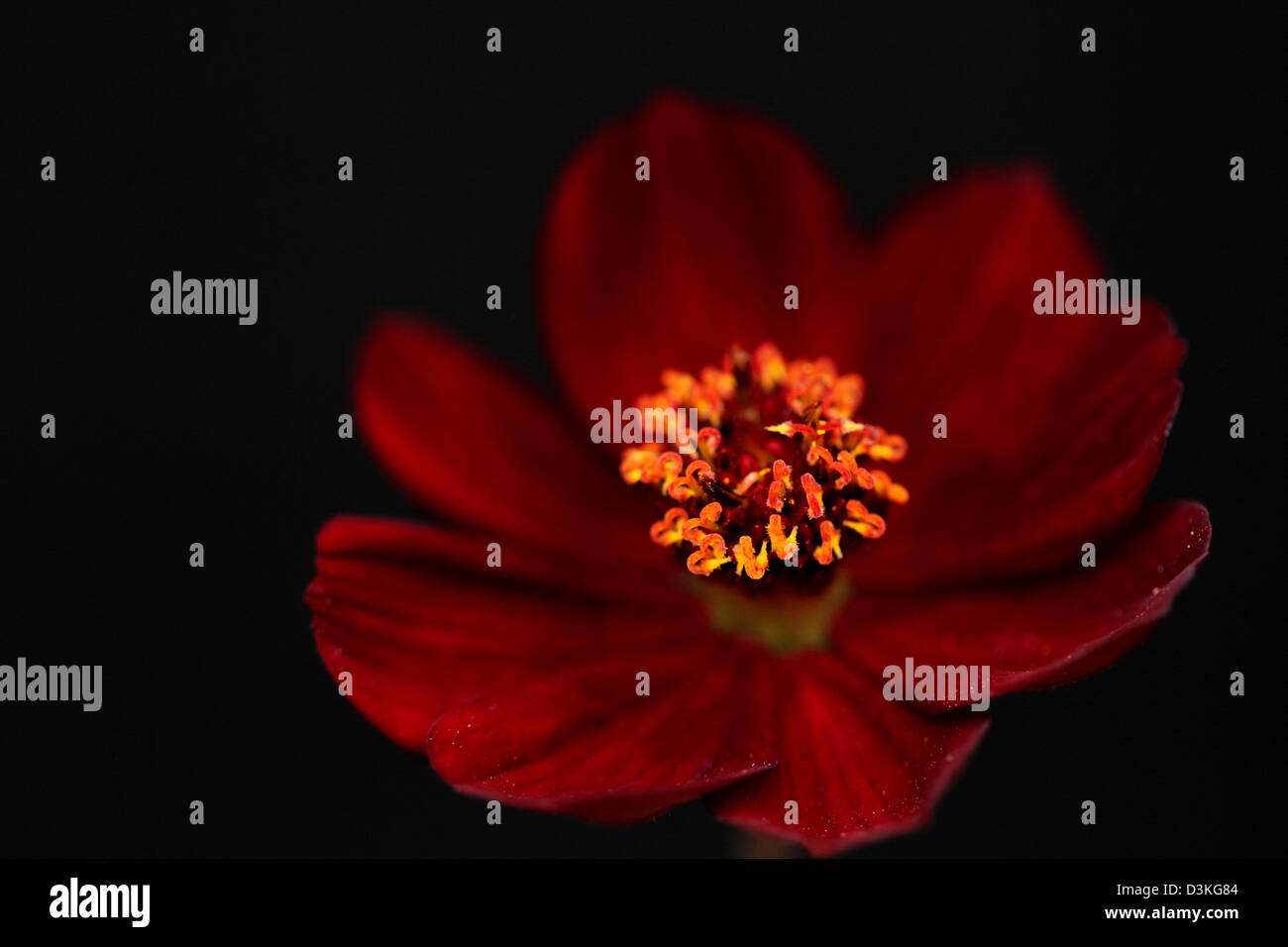 Chocolate cosmos hi-res stock photography and images - Alamy