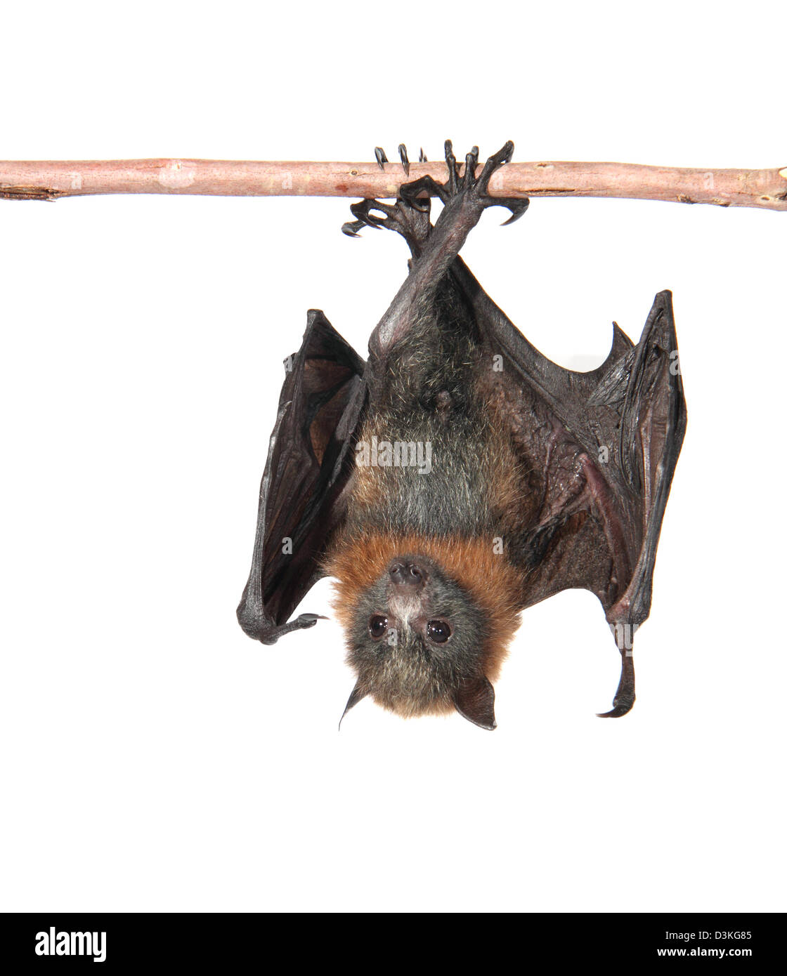 White Winged Flying Fox