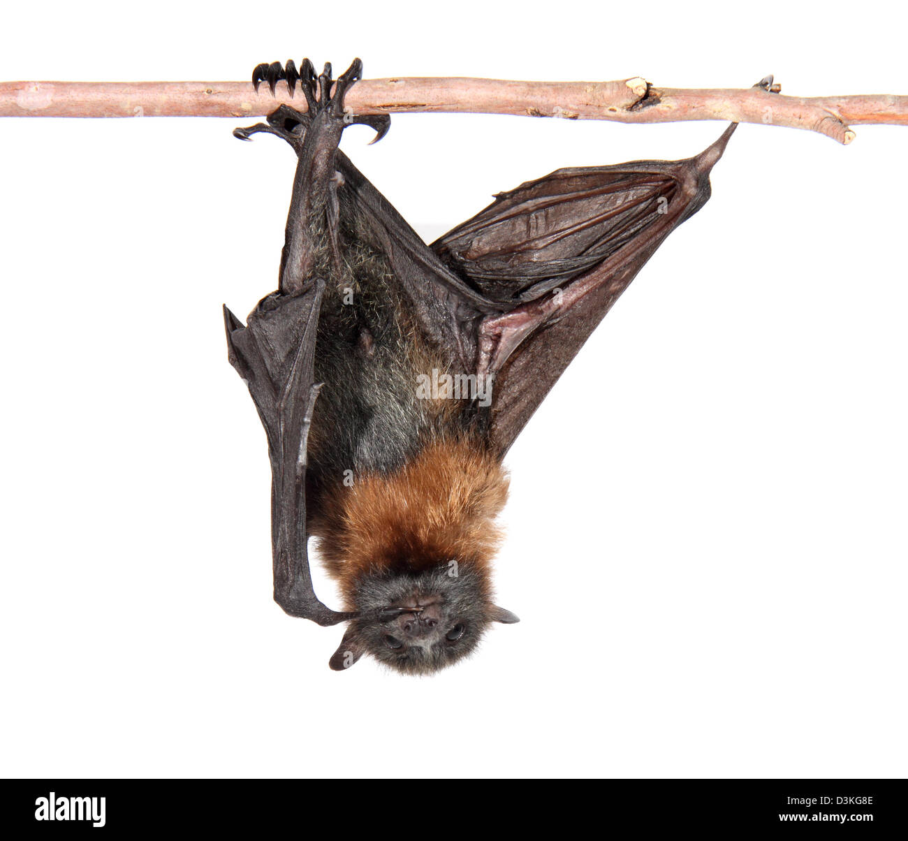 Grey headed flying fox hi-res stock photography and images - Alamy