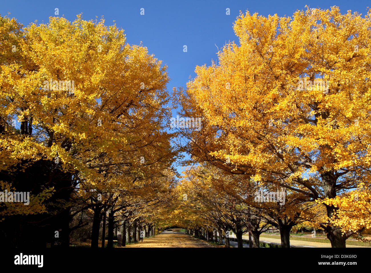 Ginkgo Biloba trees Stock Photo - Alamy