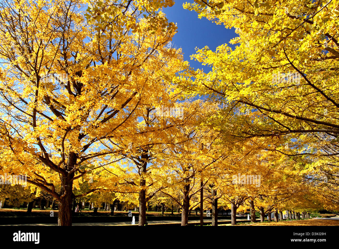 Ginkgo Biloba trees Stock Photo - Alamy
