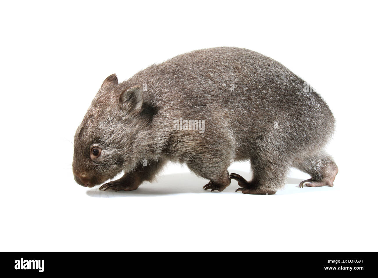 Wombat white background cut out hi-res stock photography and images - Alamy