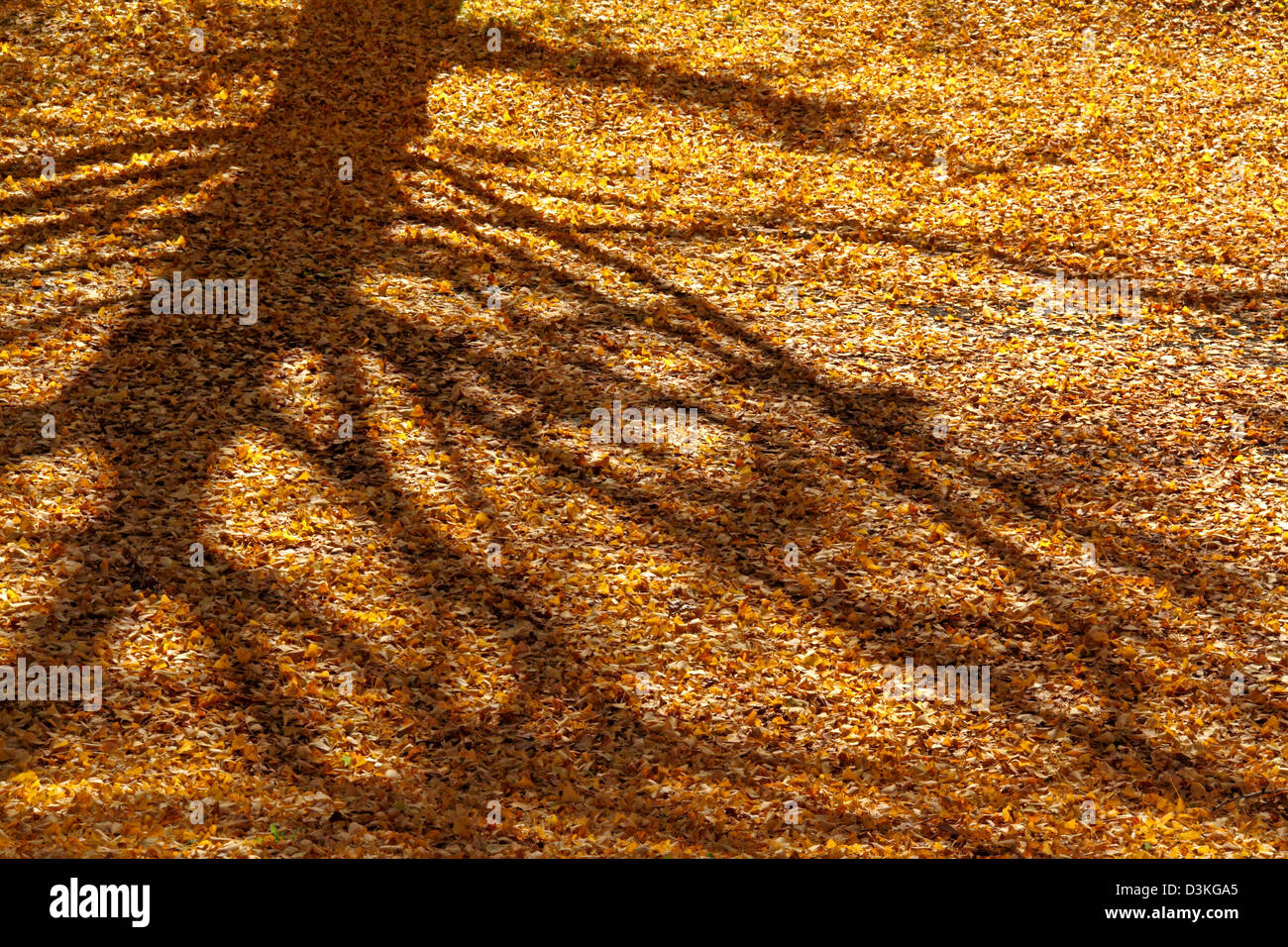 Noon Shadow High Resolution Stock Photography and Images - Alamy