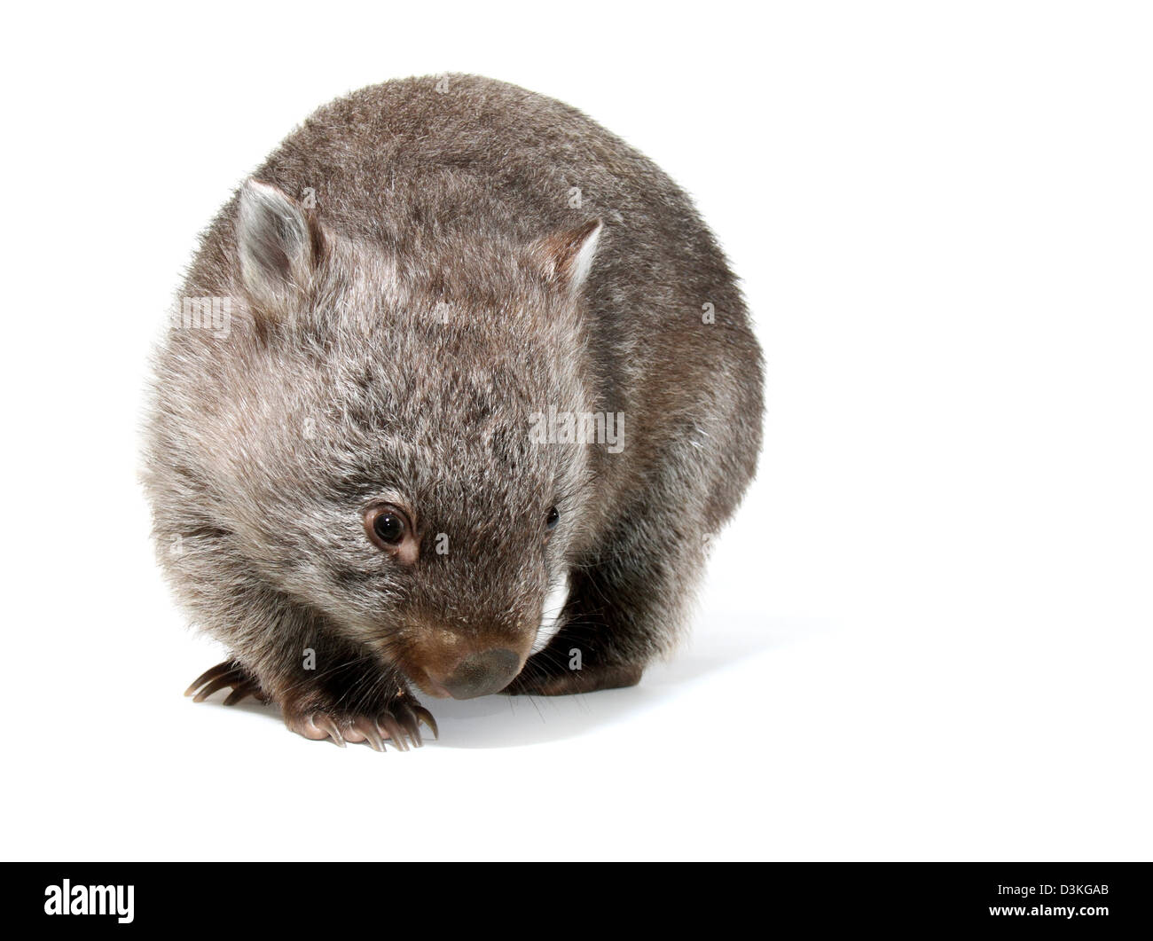Wombat white background cut out hi-res stock photography and images - Alamy