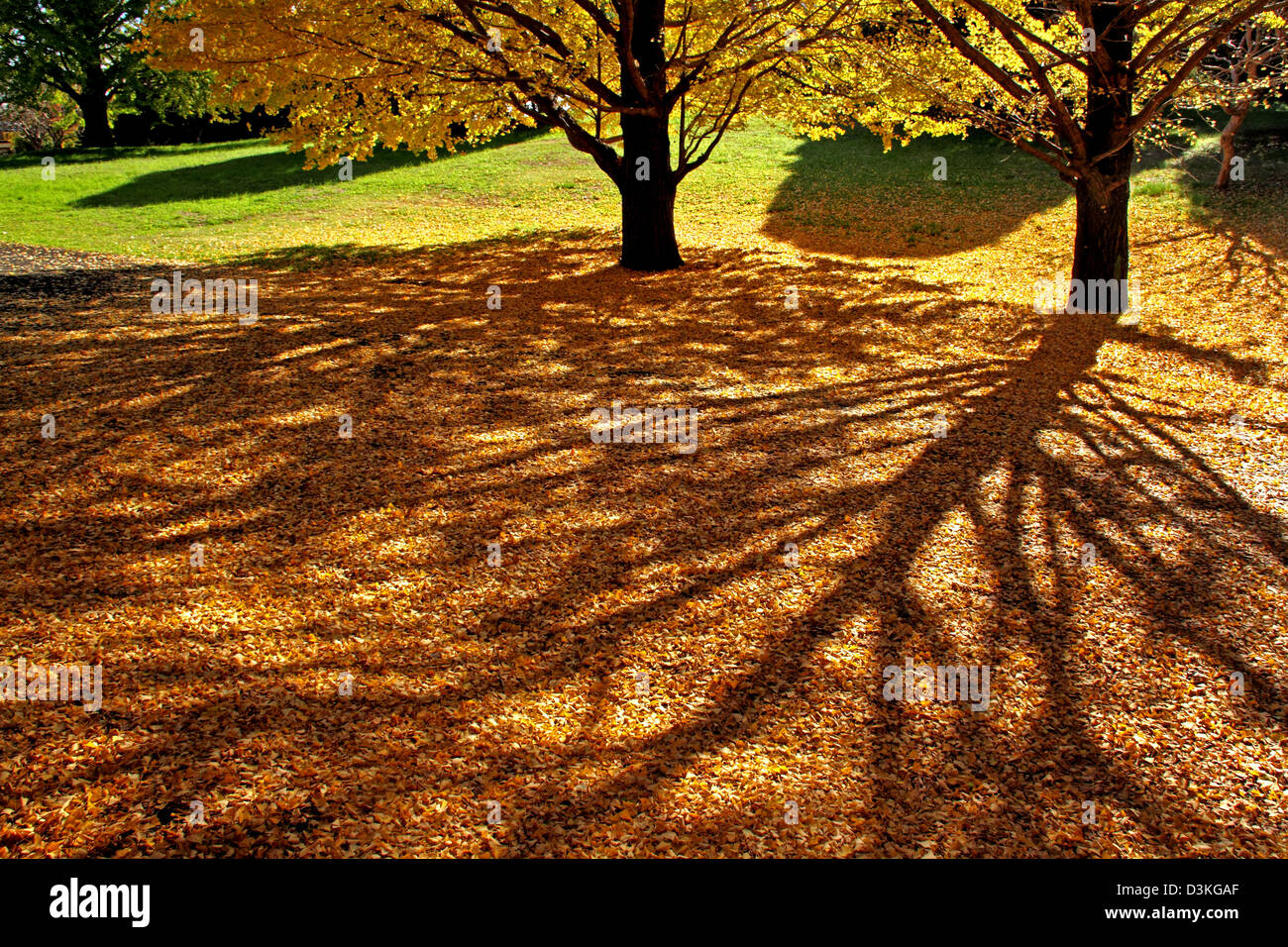 Tree shadows and yellow leaves Stock Photo - Alamy