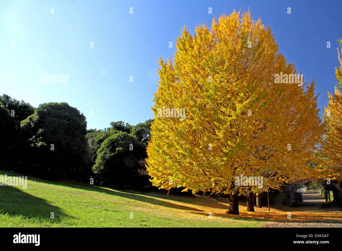 Ginkgo Biloba trees and blue sky Stock Photo - Alamy