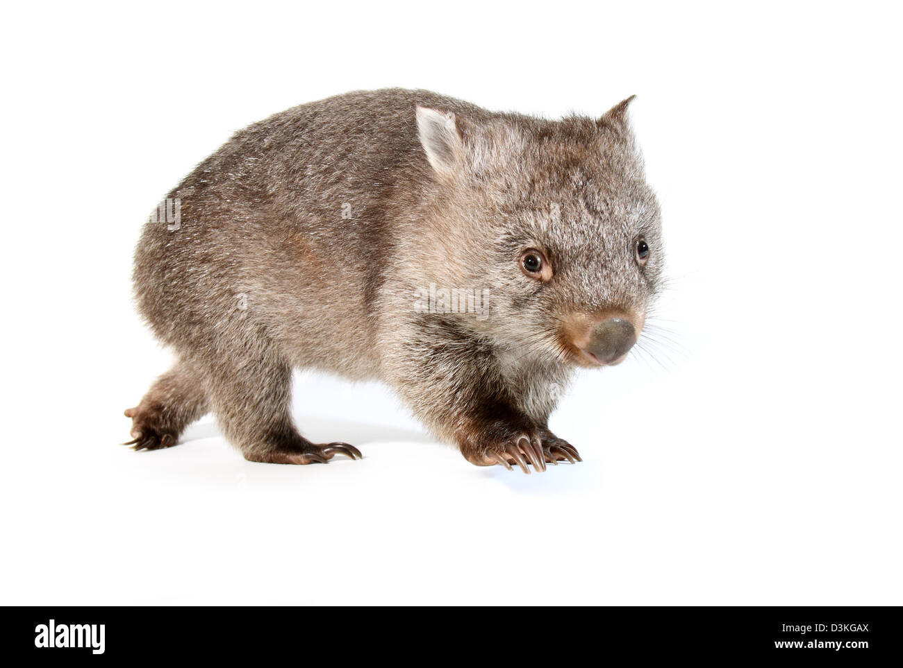 Wombat white background cut out hi-res stock photography and images - Alamy