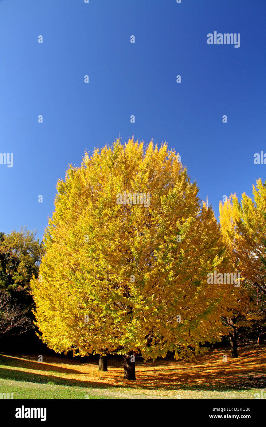 Ginkgo Biloba trees and blue sky Stock Photo - Alamy