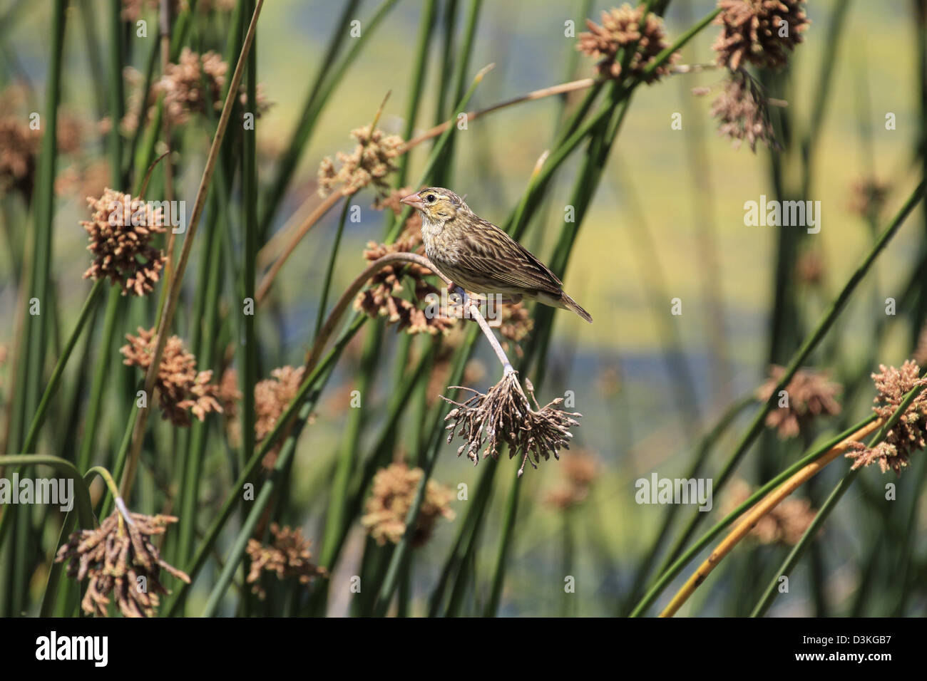 Female cape weaver bird hi-res stock photography and images - Alamy