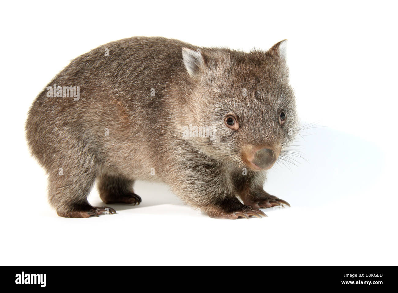 Wombat white background cut out hi-res stock photography and images - Alamy