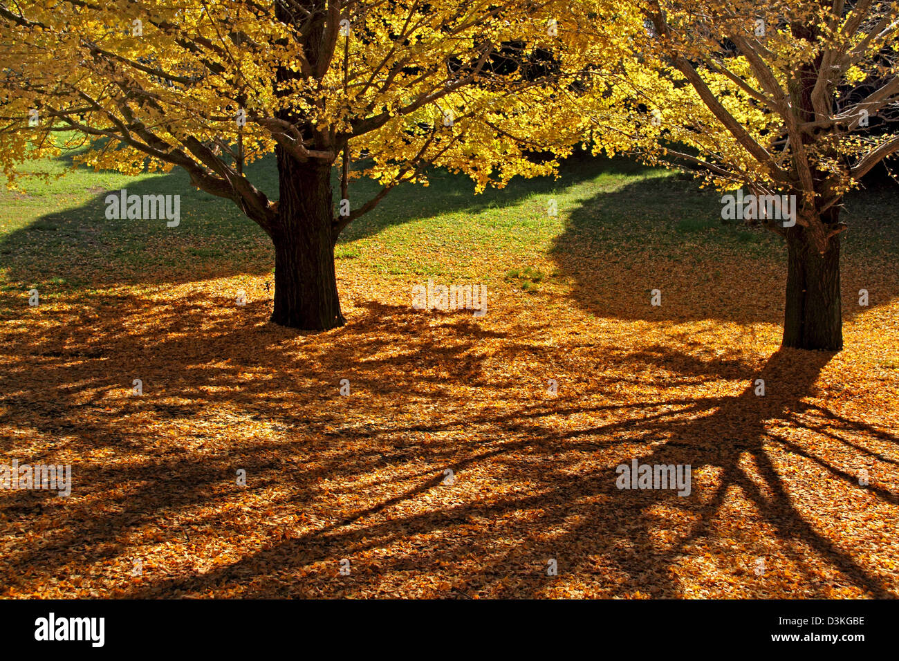 Tree shadows hi-res stock photography and images - Alamy