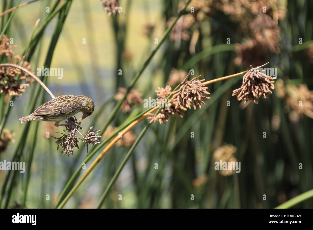 Female Southern Masked Weaver (Ploceus velatus) at Intaka Island Bird ...