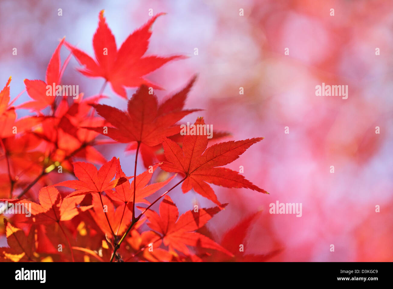 Red maple leaves Stock Photo - Alamy
