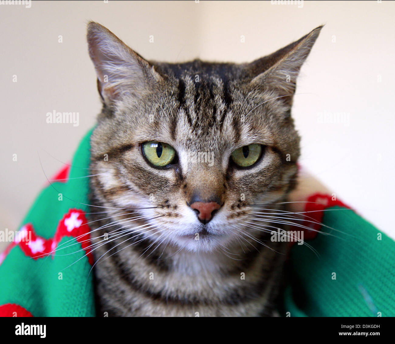Grumpy cat christmas hi-res stock photography and images - Alamy